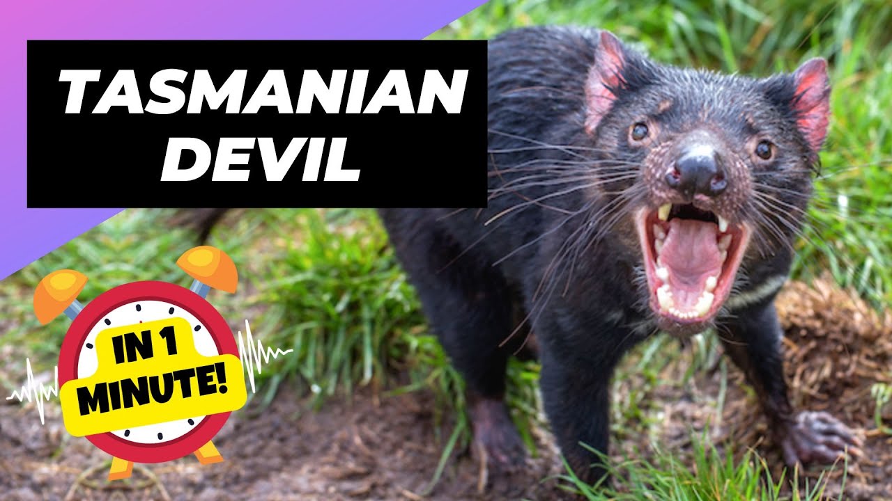 Tasmanian Devil In 1 Minute One Of The Worst Animal Mothers In The tasmanian-devil-in-1-minute-one-of-the-worst-animal-mothers-in-the