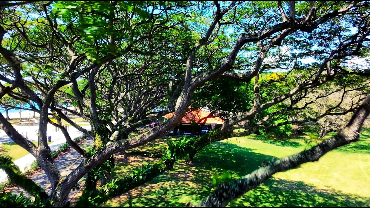 Weaving Through Trees - YouTube