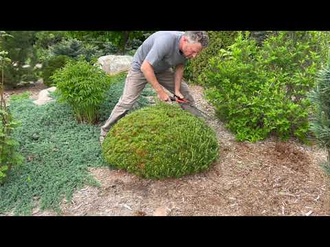 What To Plant With Dwarf Mugo Pine