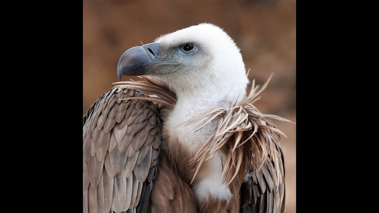 aasvoel meaning and origin - YouTube