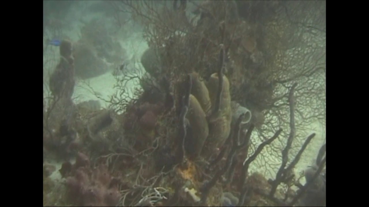 Southern Chinchorro Reef Mahahual Mexico 2011 Part VI - YouTube