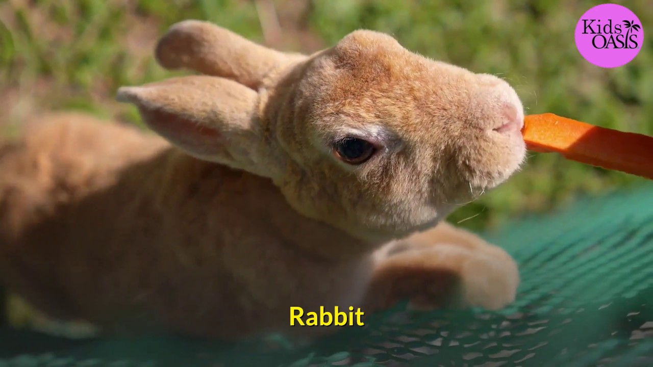 Rabbit Videos - YouTube