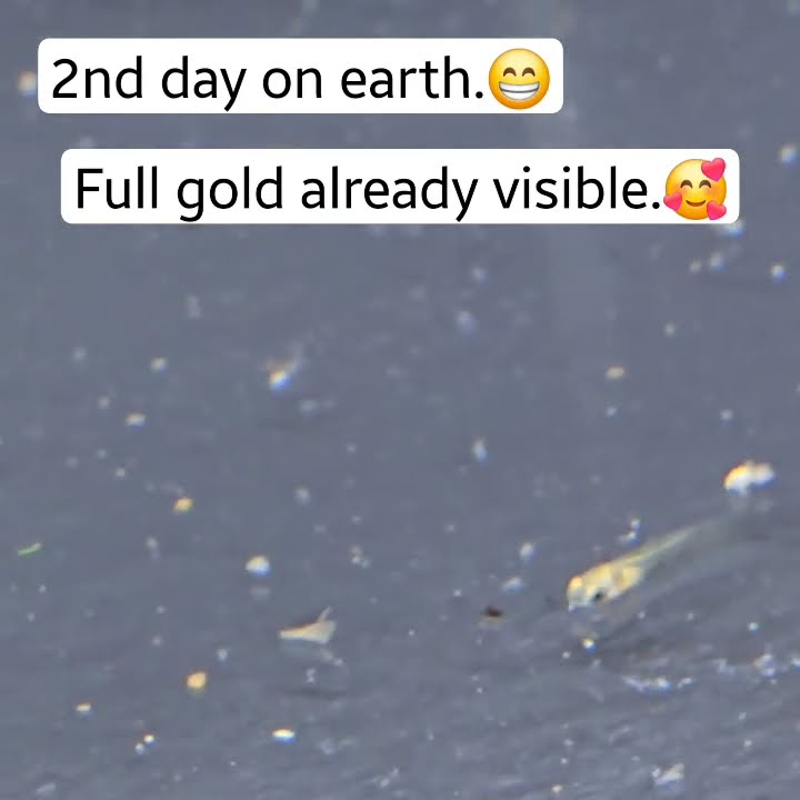 Babies from our 24k full gold gullwing. 2nd day and its already showing ...