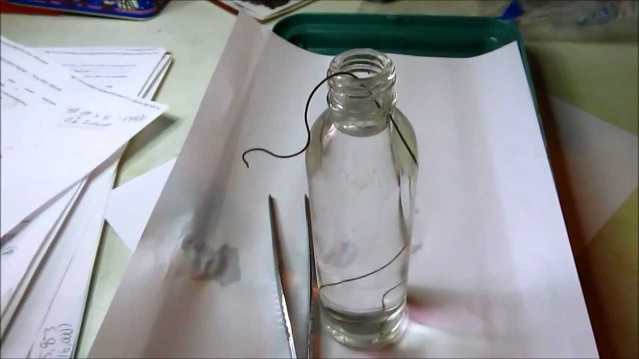 Worm in Potato Bug - YouTube