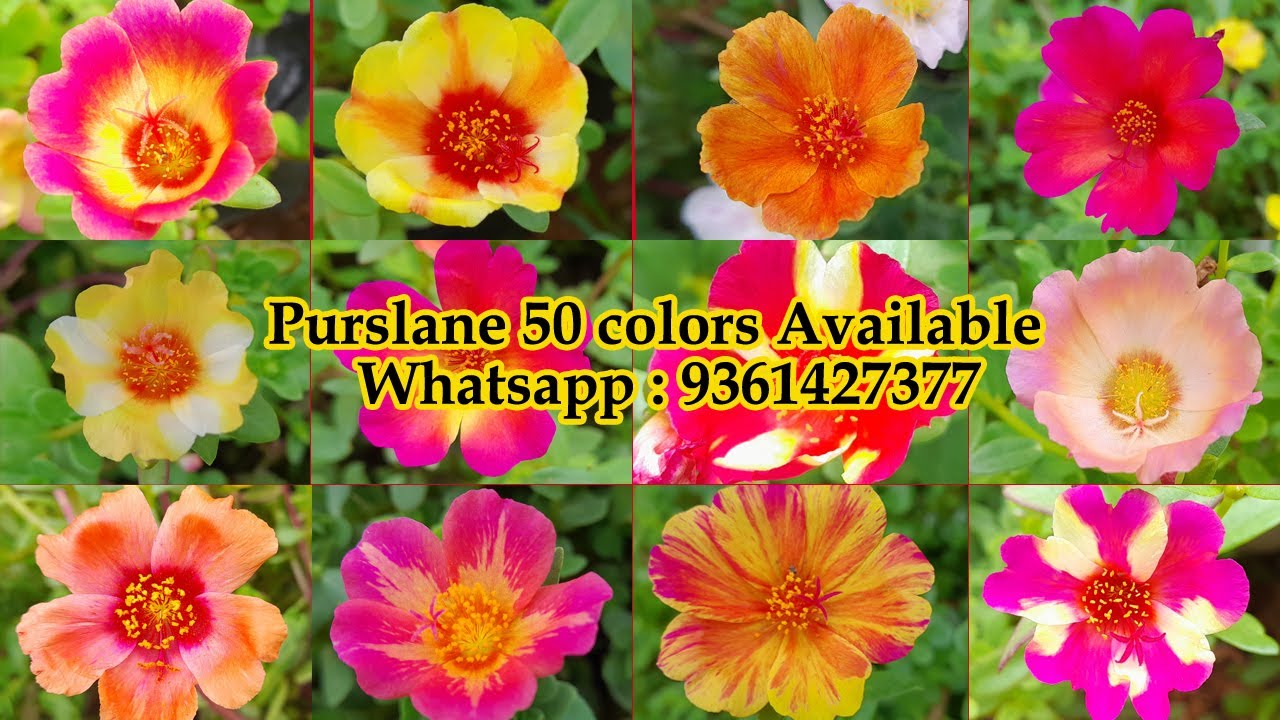Purslane 50 Colors - Moss Rose - Portulaca - Table Rose - Pathumani ...