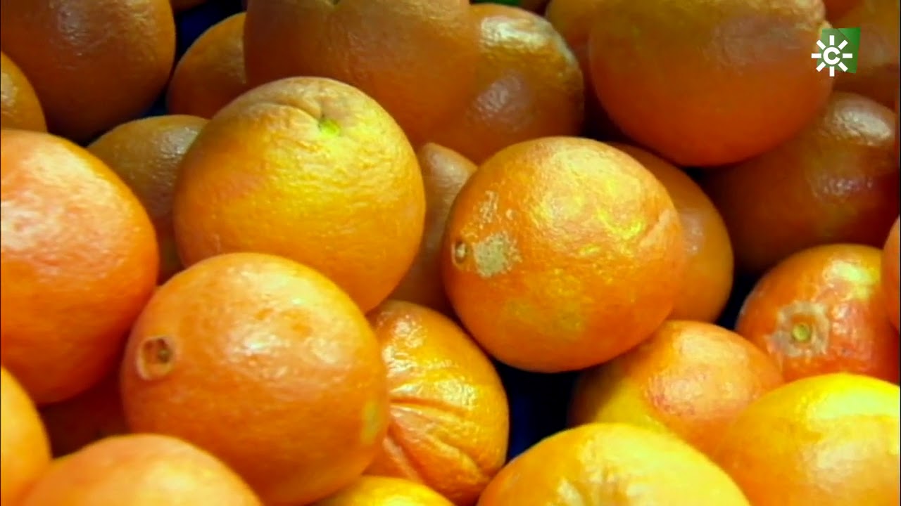 Naranjas de Rioja, Almería - YouTube