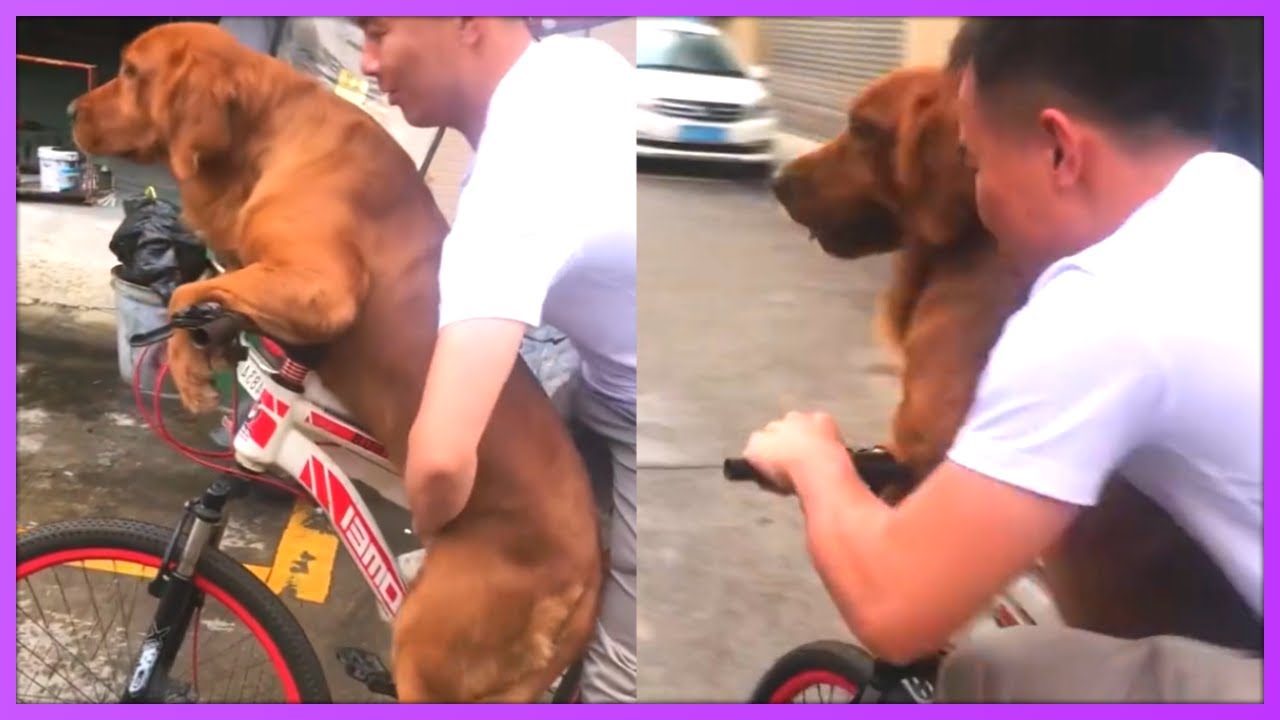 Daring Dogs Loves Riding Bike With His Lovely Owner - YouTube