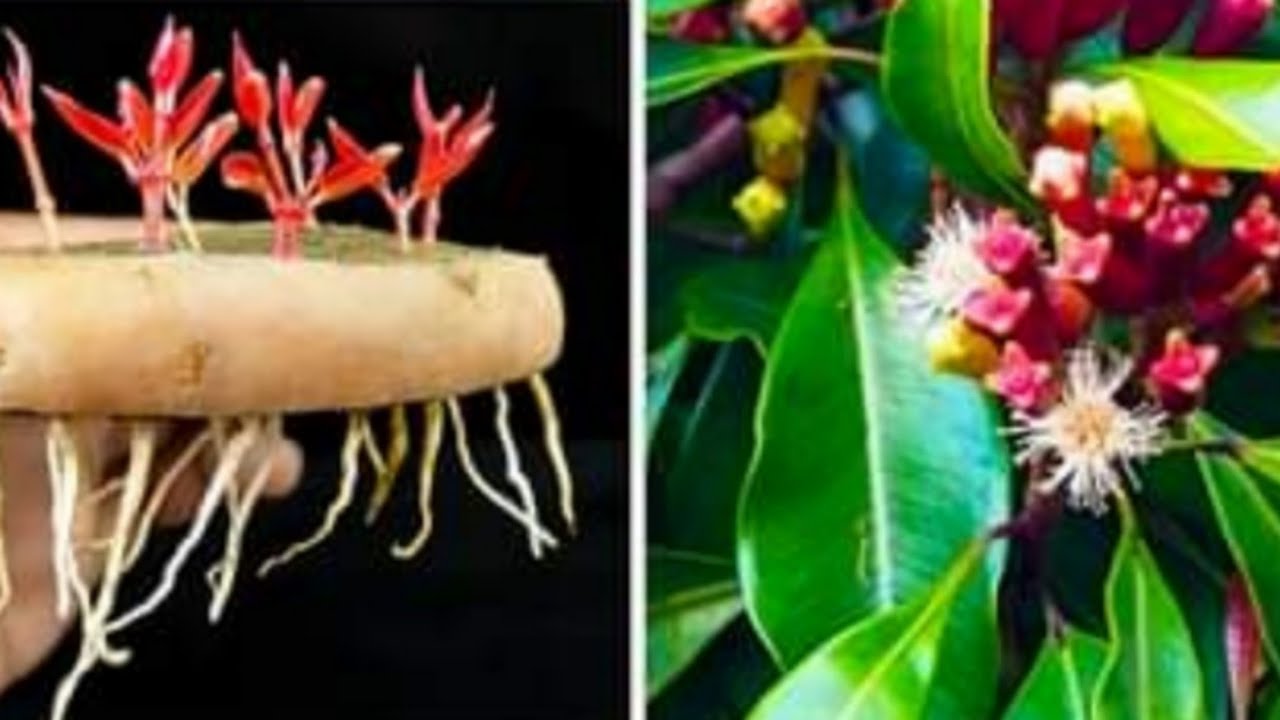 How to grow clove plant at home | Clove plant grow from seed | Clove ...