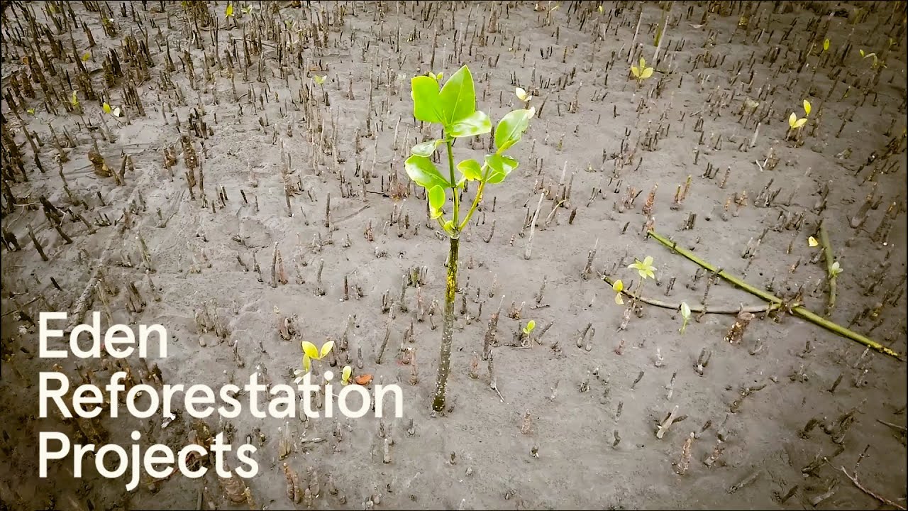 Reforestation Projects Before And After