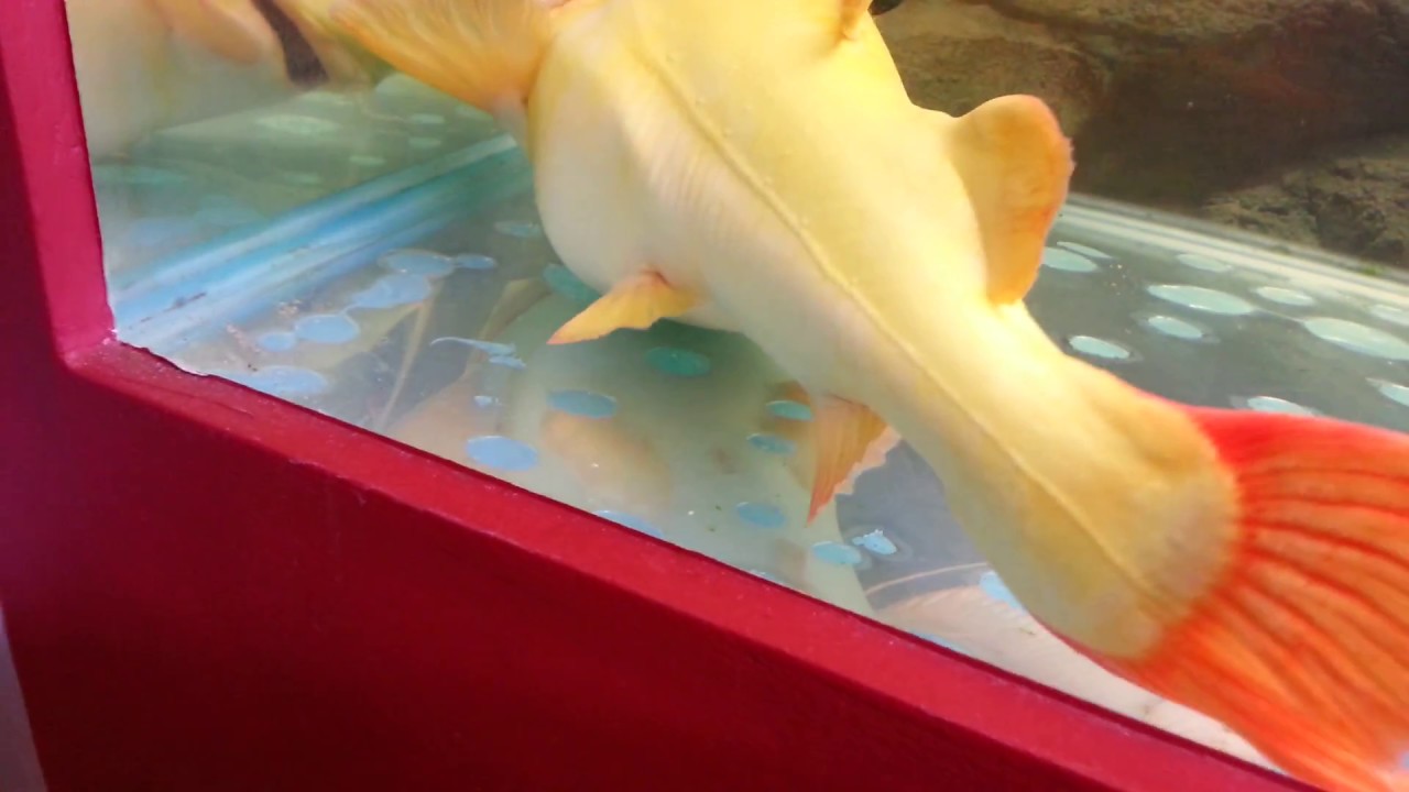 Albino Red Tail Catfish