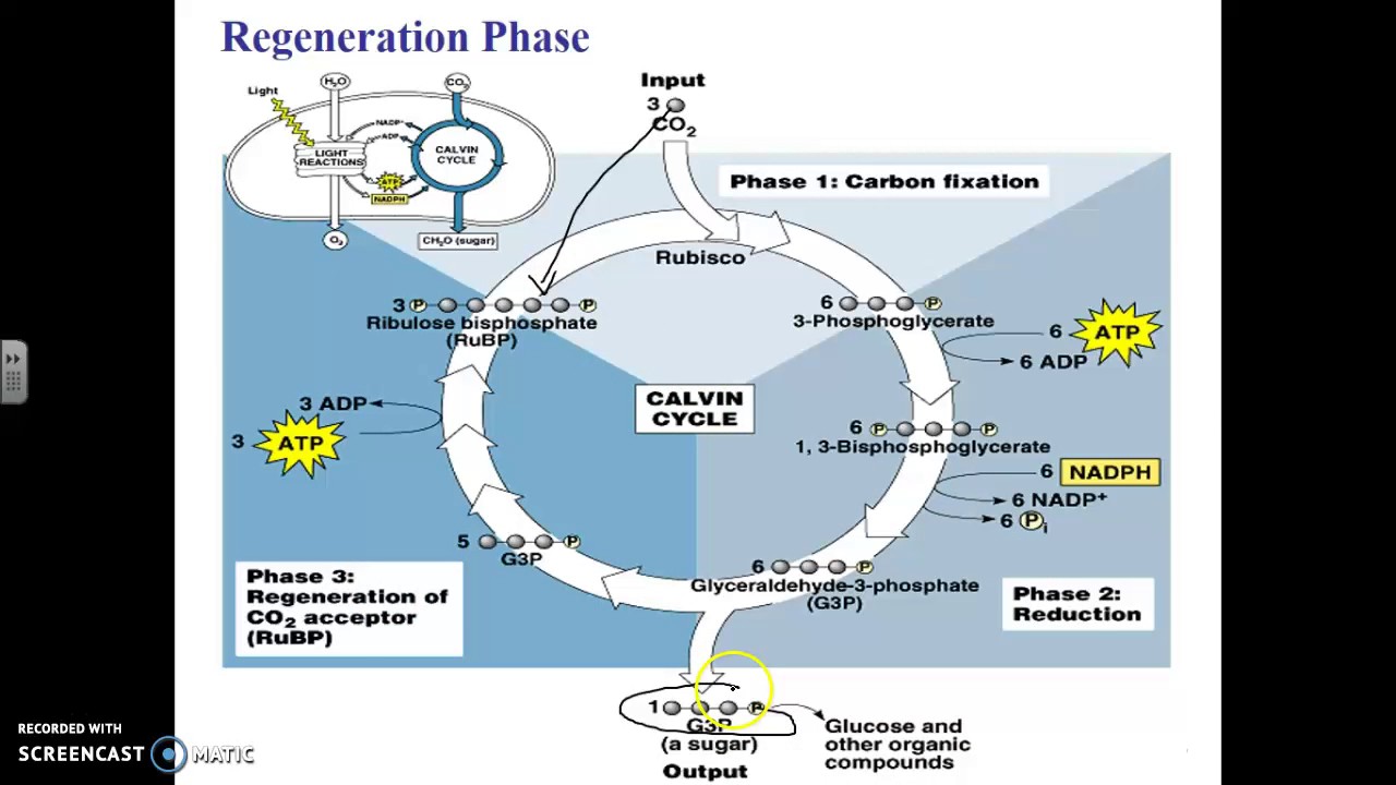 calvin cycle - YouTube