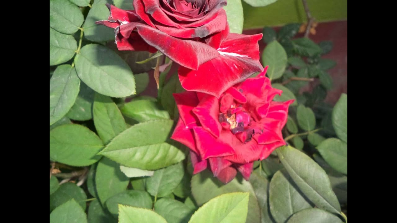 Blooming Of Red Rose Flower....Time Lapse. - YouTube