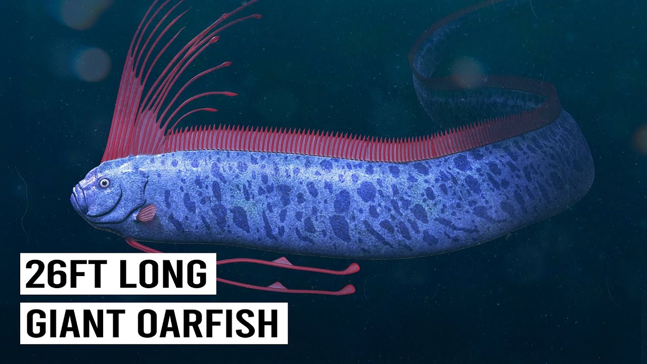 Searching For The Elusive Doomsday Fish - YouTube