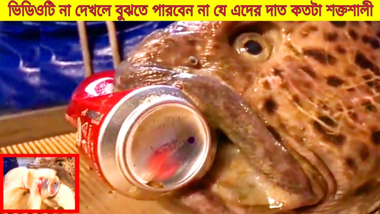 রাক্ষসে মাছ ও অগ্রীফিশ | Fangtooth or Ogrefish - YouTube