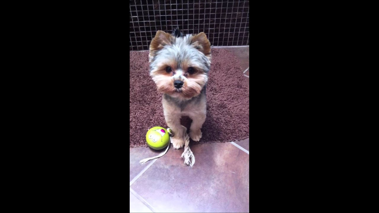 funny angry yorkie boy - YouTube