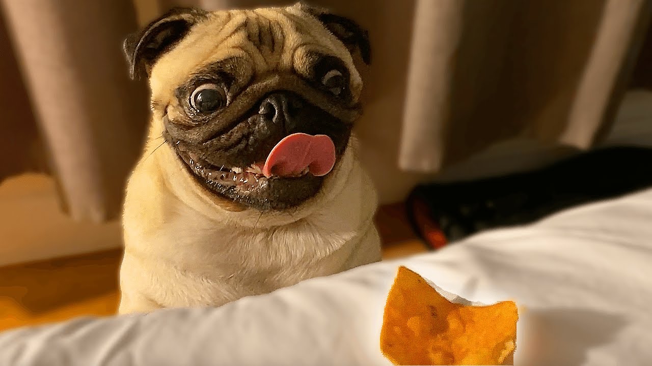 Proof Of Why You Need A Pug In Your Life! | CUTEST PUGS EVER | All You ...