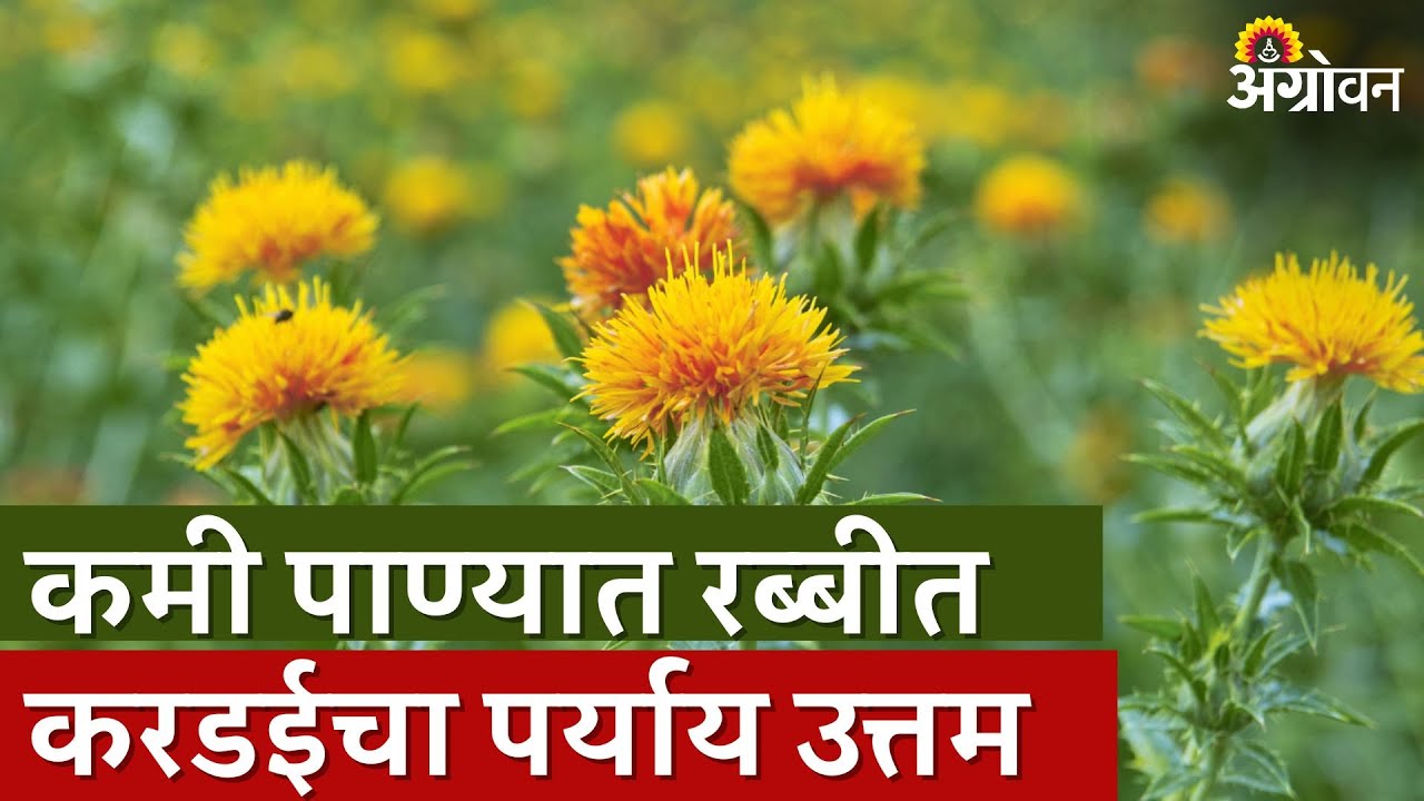 Kardai Cultivation : करडईचे सुधारित लागवड तंत्र |Agrowon - YouTube