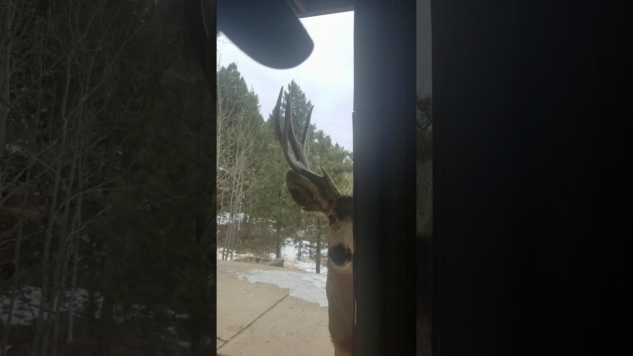 Big Colorado Mule Deer buck rings the door bell. - YouTube