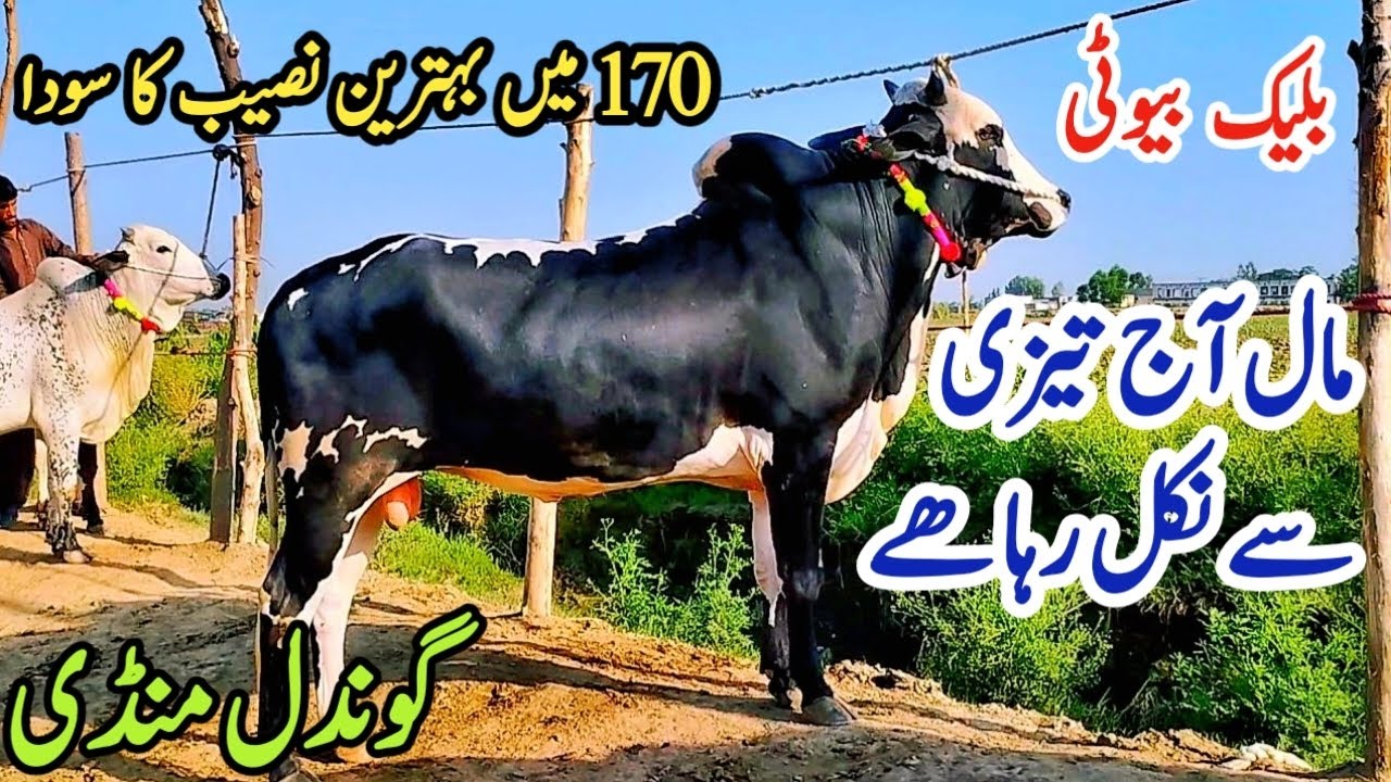 Gondal Mandi latest update 2023! Fatehjhangi and Mix breed bulls Rate ...