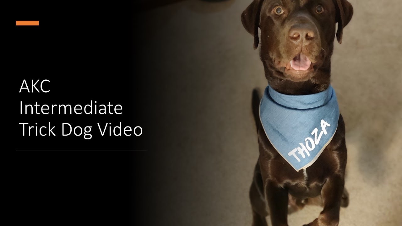 AKC Advanced Trick Dog Title Submission Video Chocolate Brown akc-advanced-trick-dog-title-submission-video-chocolate-brown