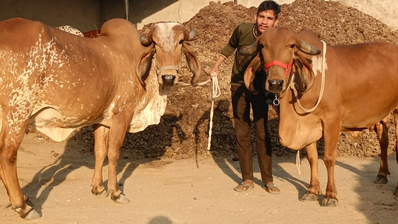 #लाल और #काबरी #गिर #गौ #माता का शानदार जोडा देखिए Goswami Deyri Farm ...