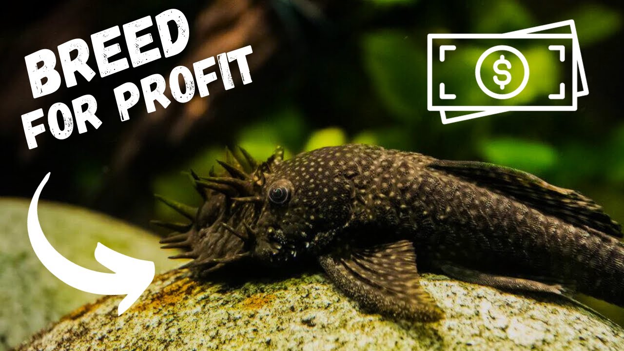 Best Aquarium Fish to Breed For Profit - YouTube