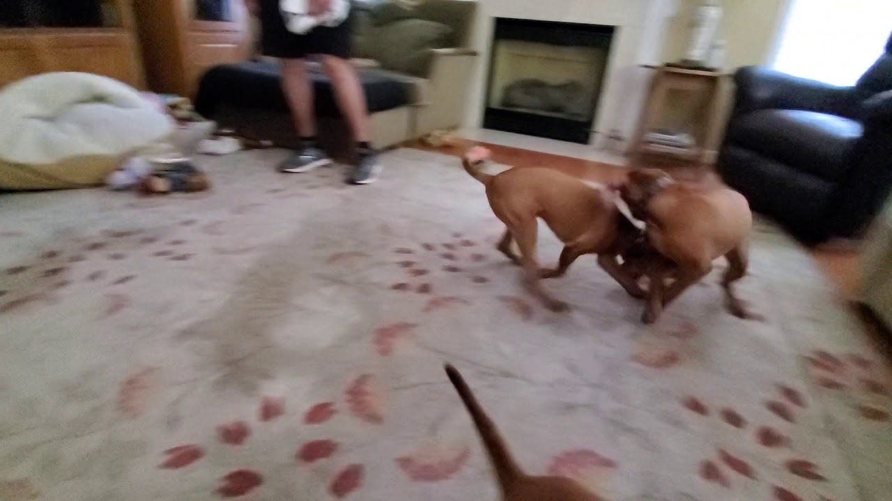 Midtown hounds Oct outing 10 - YouTube