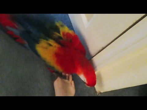BIRD HAS FOOT FETISH - LOVES TO PLAY WITH FEET 🤣