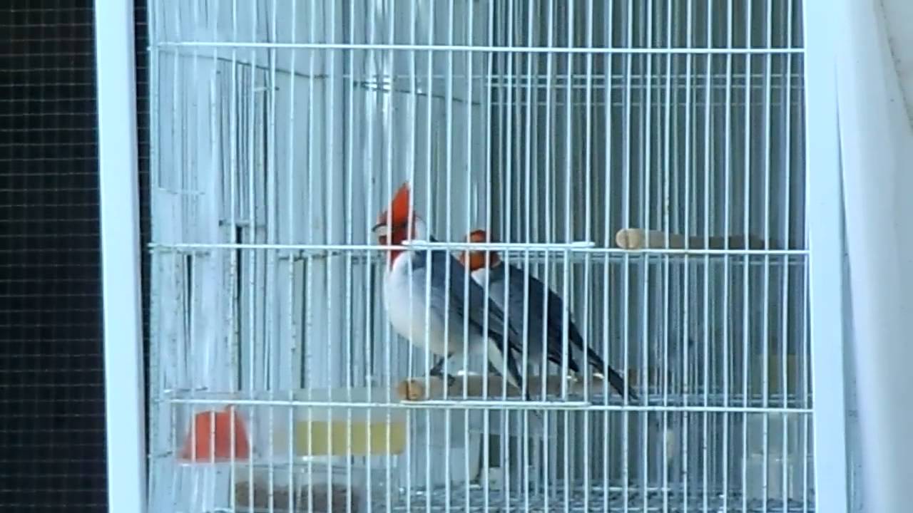 Brazilian Crested Cardinal - YouTube