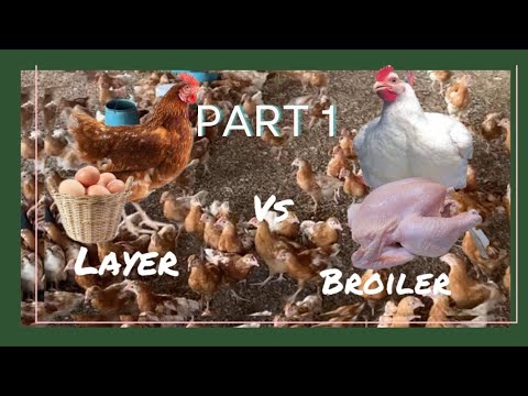 BROILERS CHICKEN VS LAYERS CHICKEN FARMING WHICH IS BEST FOR YOU LETS ...