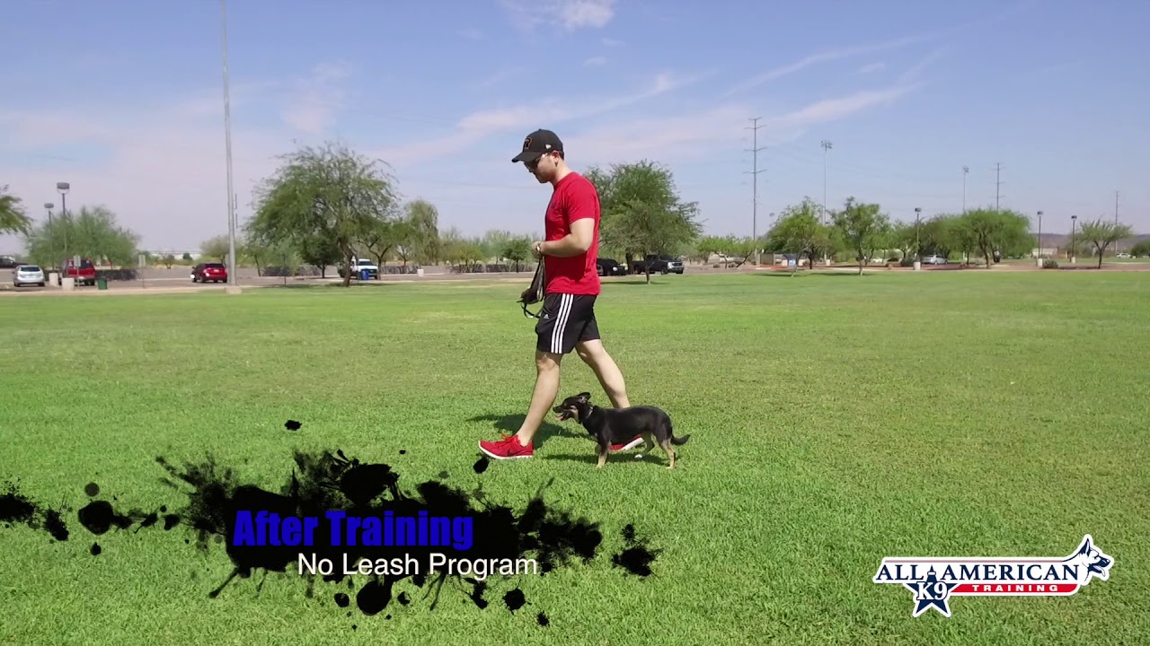 Fear aggressive Min Pin Before & After No Leash - YouTube