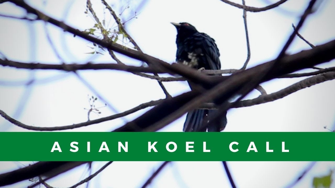 Asian koel call | Bird song of the Asian Koel - YouTube