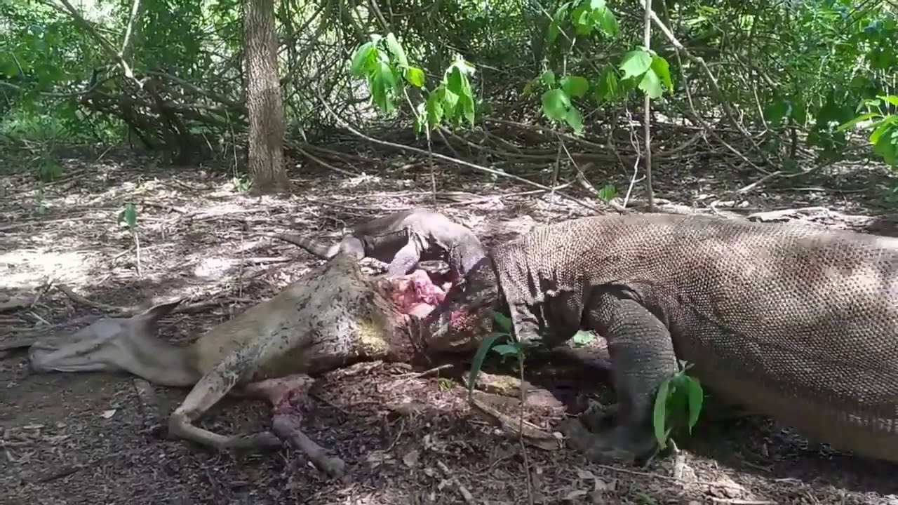 Komodo Menyerang dan Makan Rusa Bunting Hidup-Hidup - YouTube