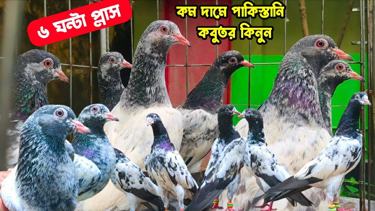 মাত্র ৭৫০ টাকায় পাকিস্তানি হাইফ্লাইয়ার কবুতর কিনুন | teddy golden ...