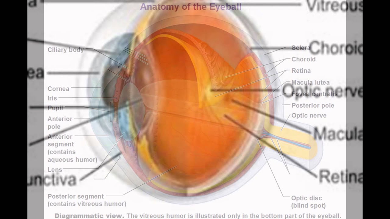 Retina Eye Anatomy - YouTube