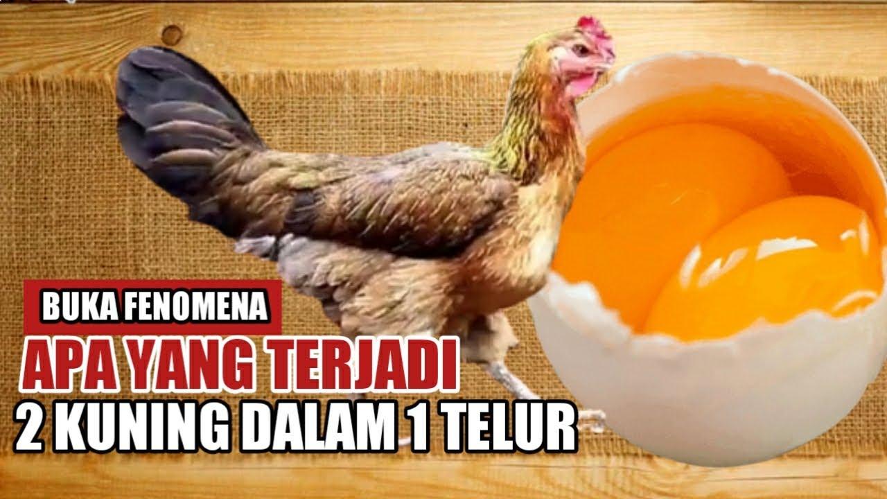 AKHIRNYA TERJAWAB , 📍📍2 KUNING TELUR GANDA ADA DALAM 1 TELUR BAHAS ...