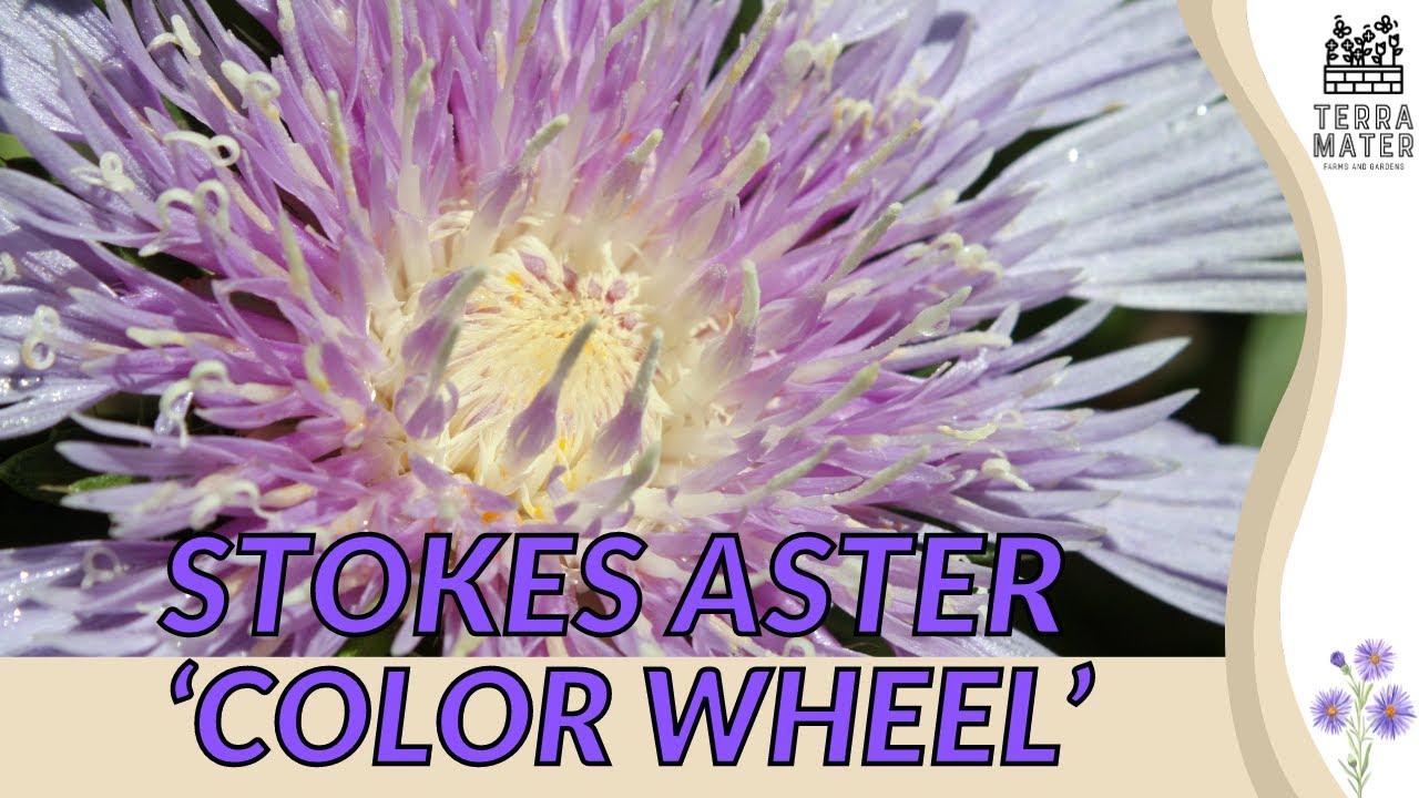 Color Wheel Stokes’ Aster: Growing Tips and Benefits (Stokesia laevis ...