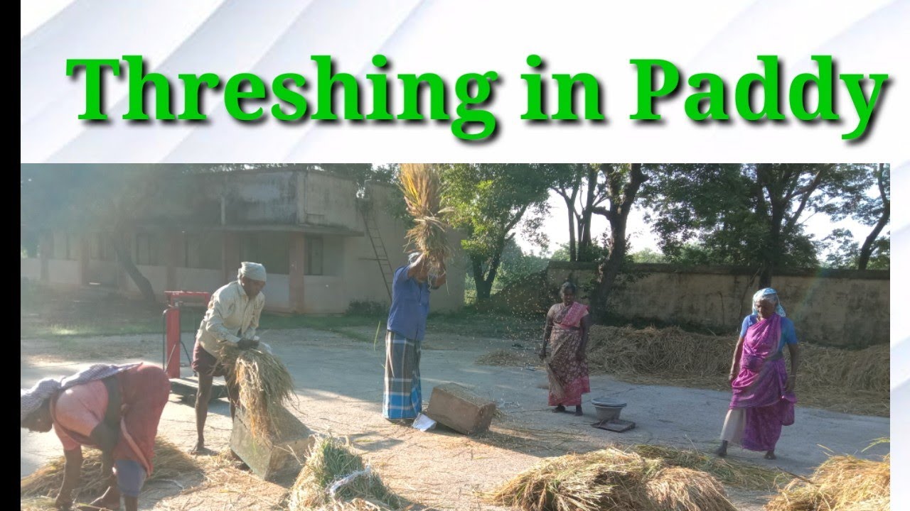 Threshing in Paddy. Manual Threshing in paddy in Tamil. கதிரடித்தல் ...