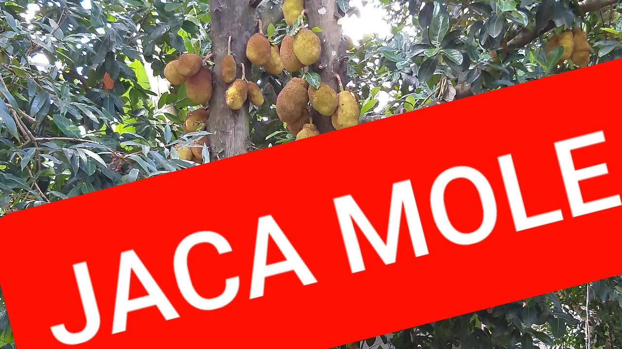 "Jaca mole: a fruta que você precisa conhecer agora e como plantá-la em ...