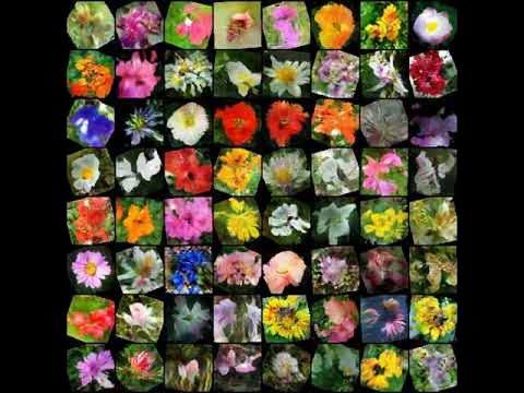 🌷 My Gan Gave Me Flowers: GAN-Generated Flowers with PyTorch - YouTube