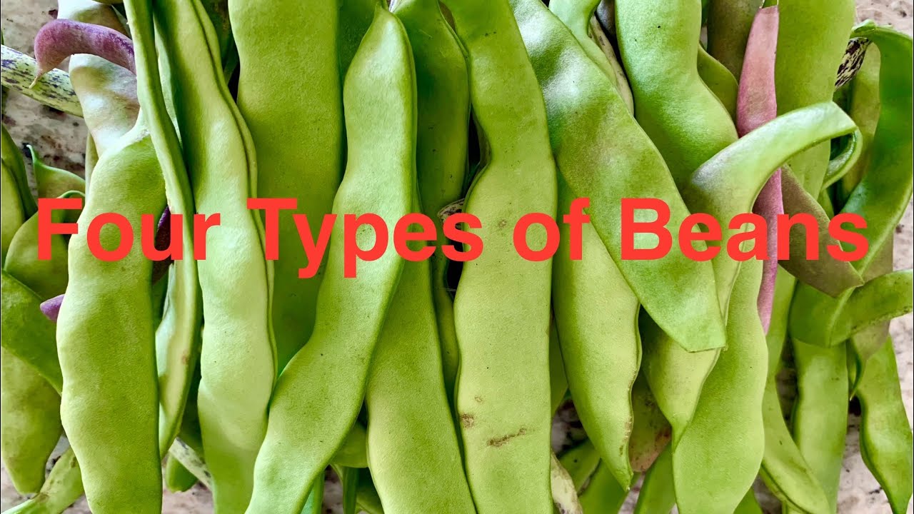 Four types of beans. #beans #garden #harvest #豆 - YouTube