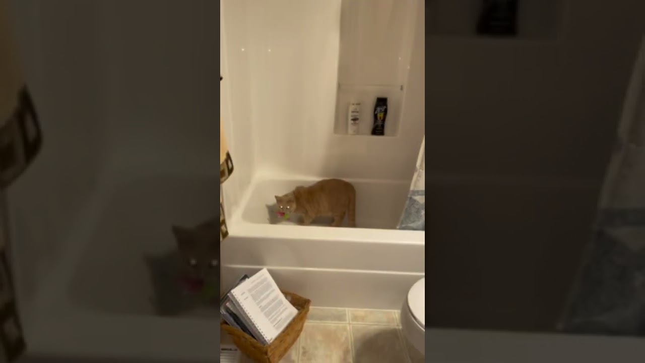 Kitty Cat! - YouTube