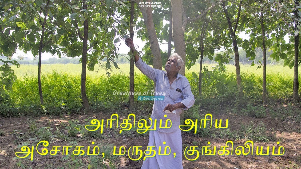 Greatness of Trees - Asokam, Marutham and Kungiliyam (அசோகம், மருதம் ...
