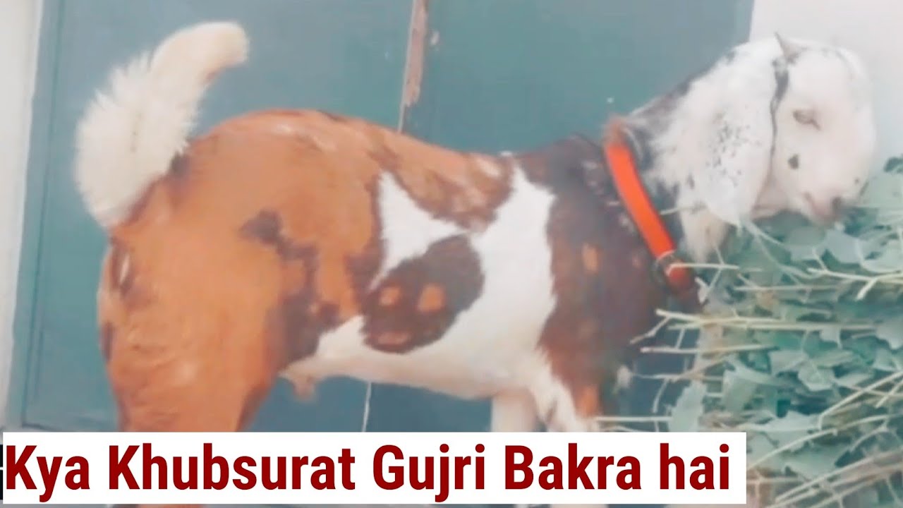 Handsome Gujri Bakra . Multicolored Gujri Sojat Jaisa Bakra and how to ...