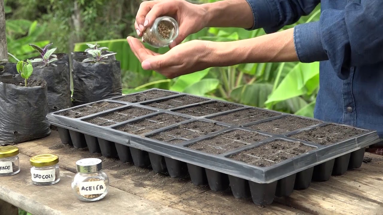 PLANTULACIÓN - DESARROLLO DE PLÁNTULAS - YouTube