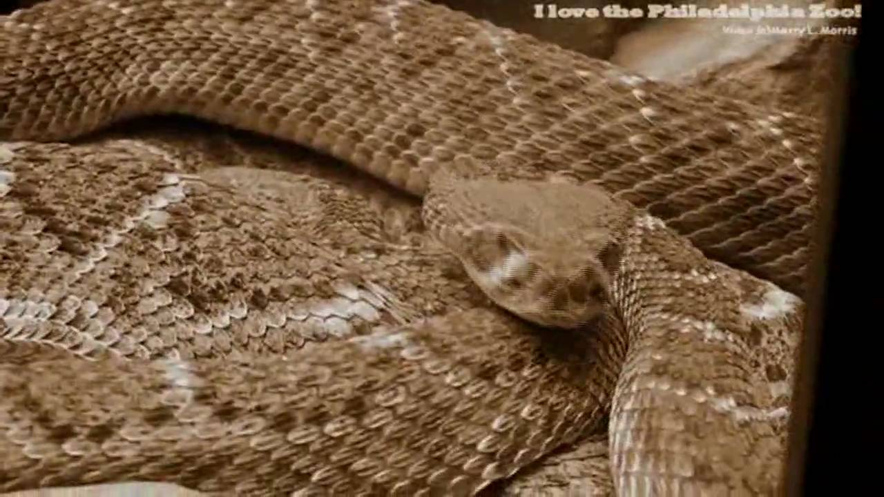 Philadelphia Zoo Western Diamondback Rattlesnakes Mating - Long version ...