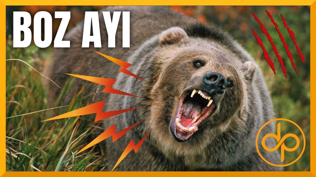 BOZ AYI | Tehlikeli Vahşi Hayvanlar Bölüm-2 (Ursus Arctos) - YouTube