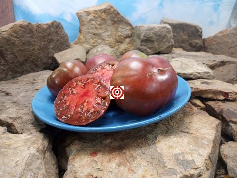 D B Cooper Tomato Seeds For Sale At Bounty Hunter Seeds - YouTube