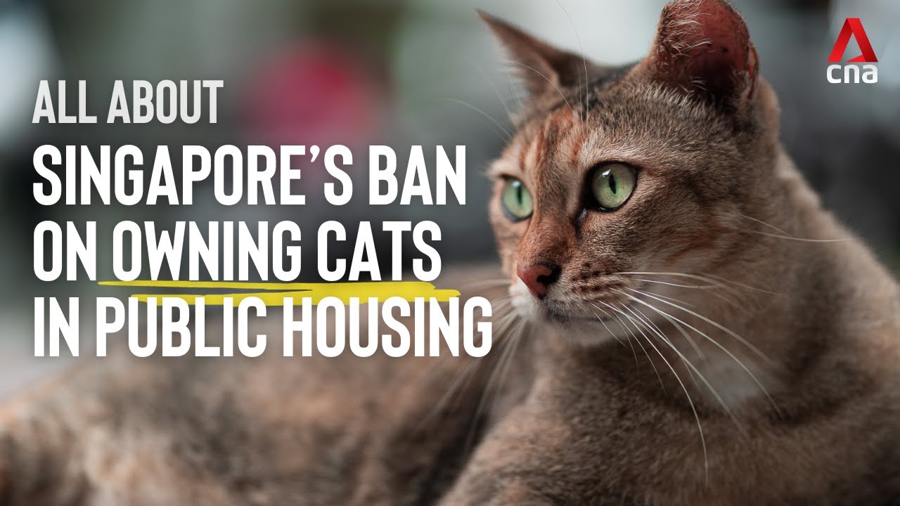 All about the cat ban in Singapore's public housing | CNA Explains ...