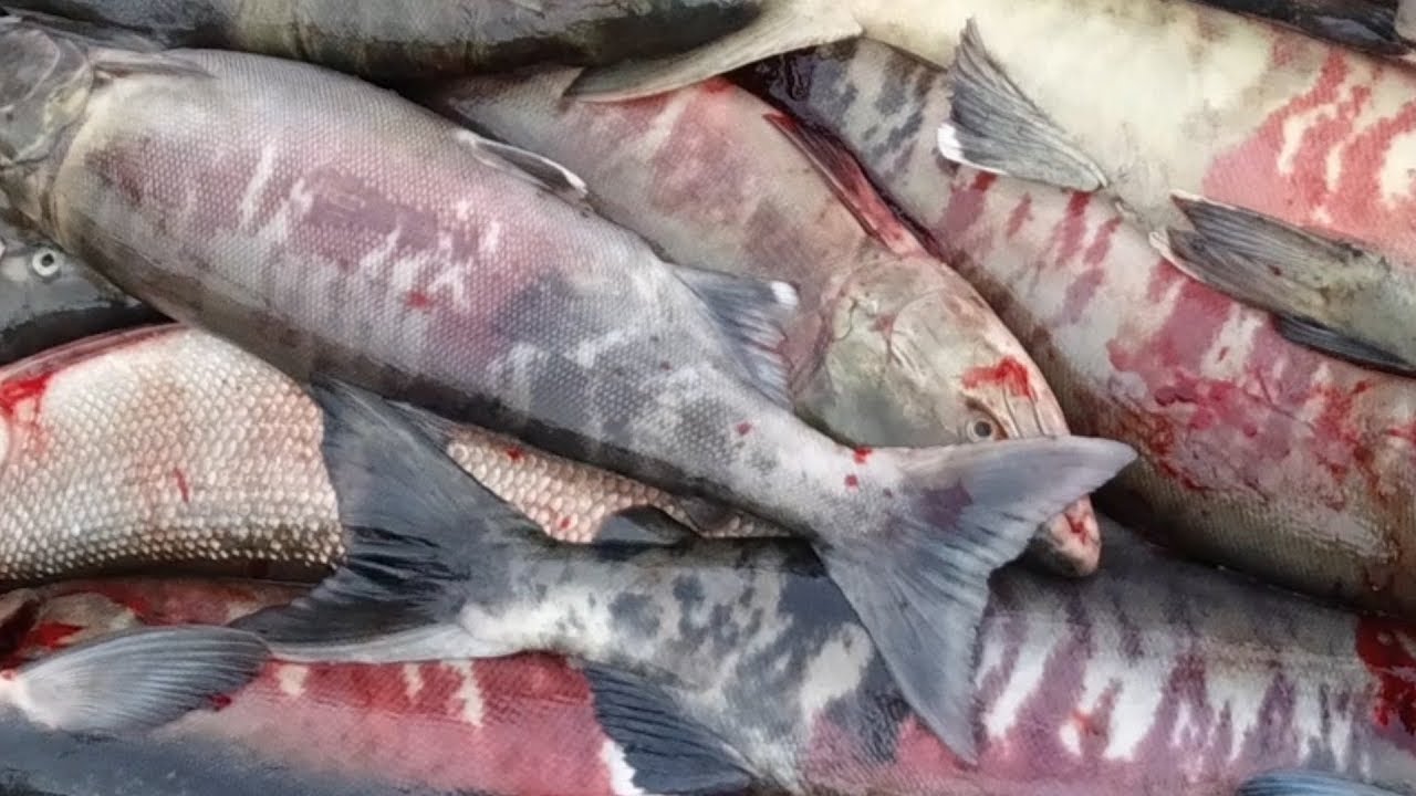 Yukon River Fishing (episode 17) - YouTube